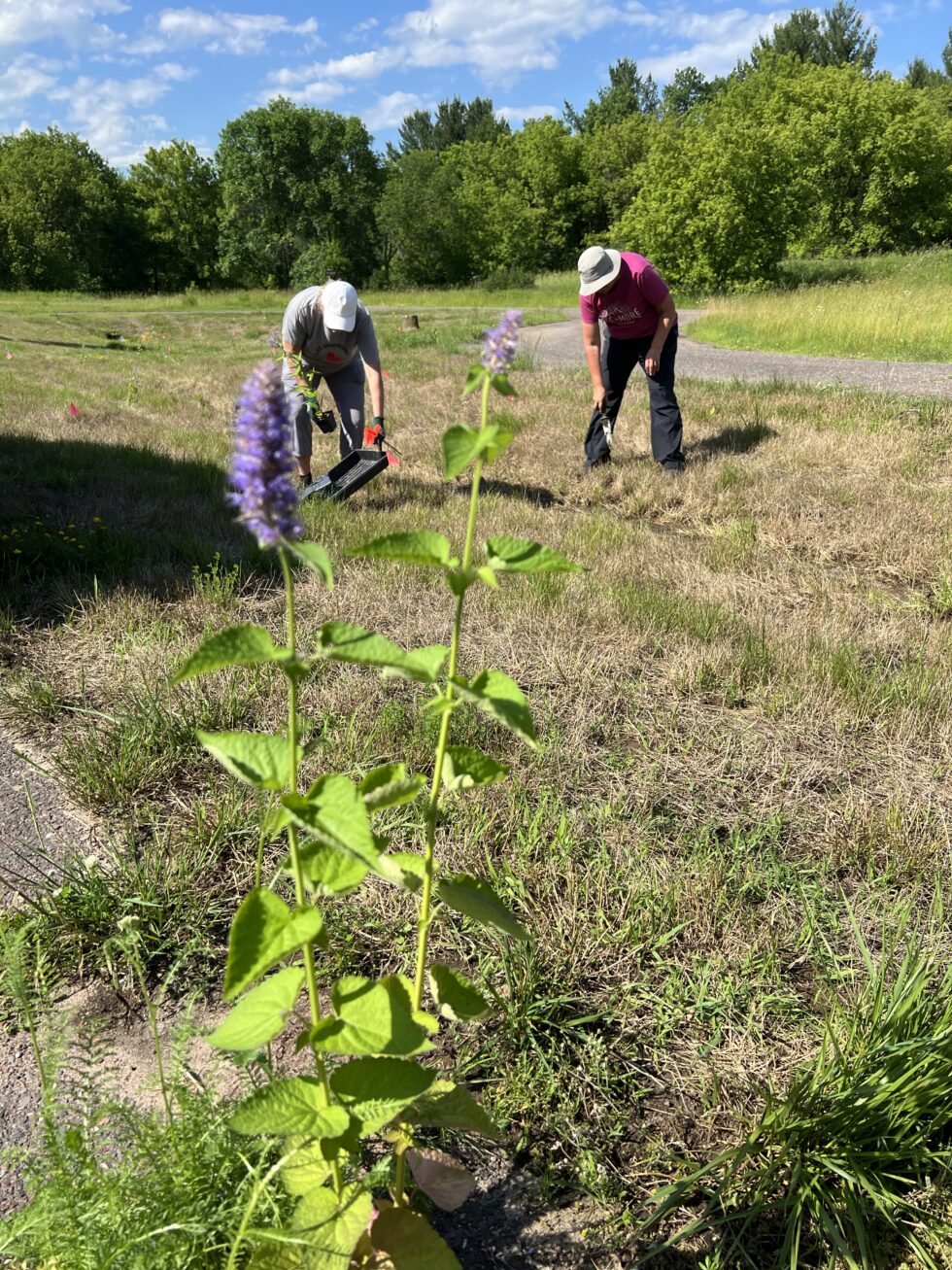 Pollinator Prairie Project Underway at Interstate State Park ...