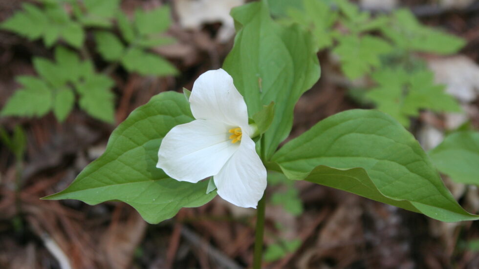 Spring Flora Hike – Straight Lake State Park - Friends of Wisconsin ...